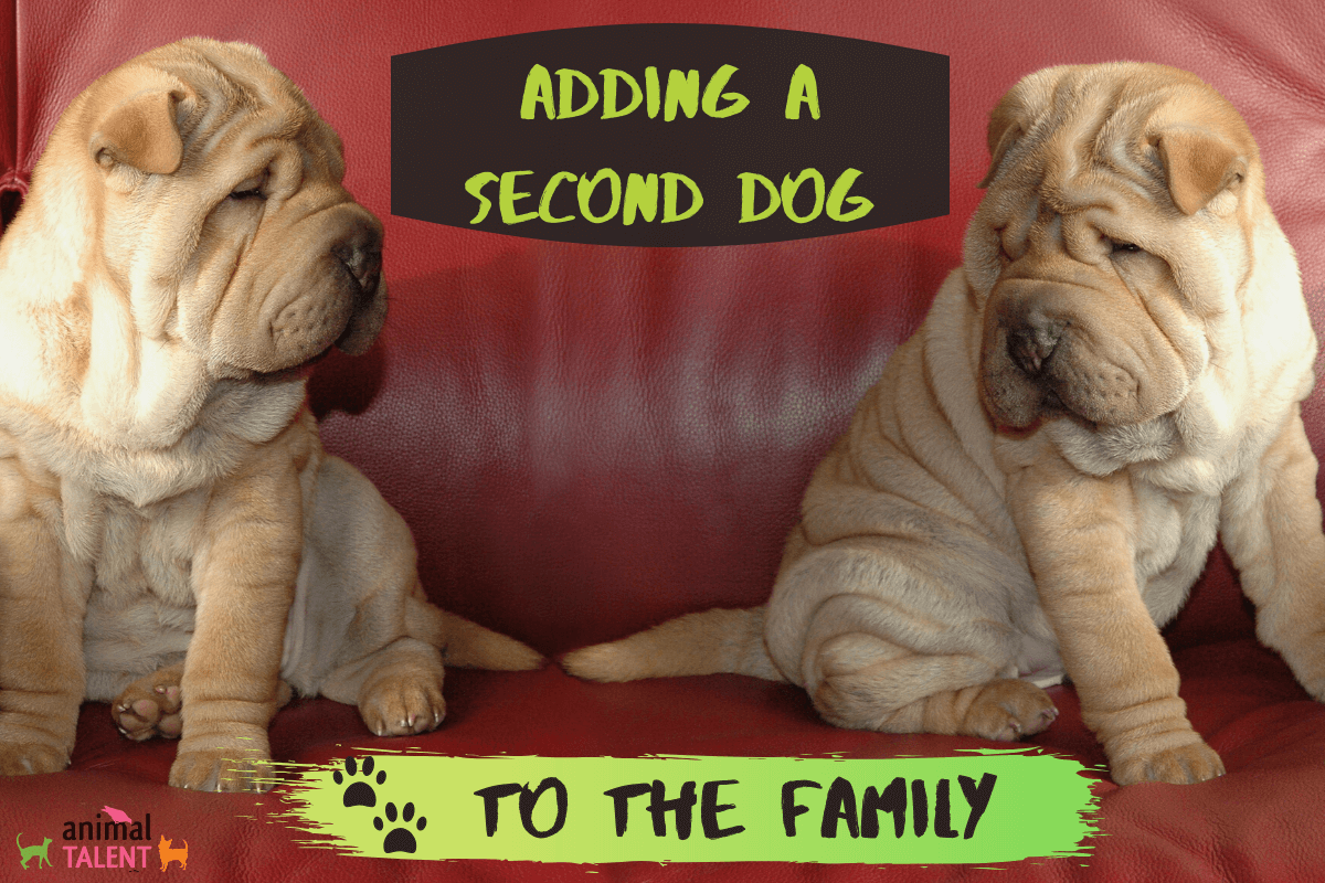 Want to Add a Second Dog to Your Family? - Animal Talent