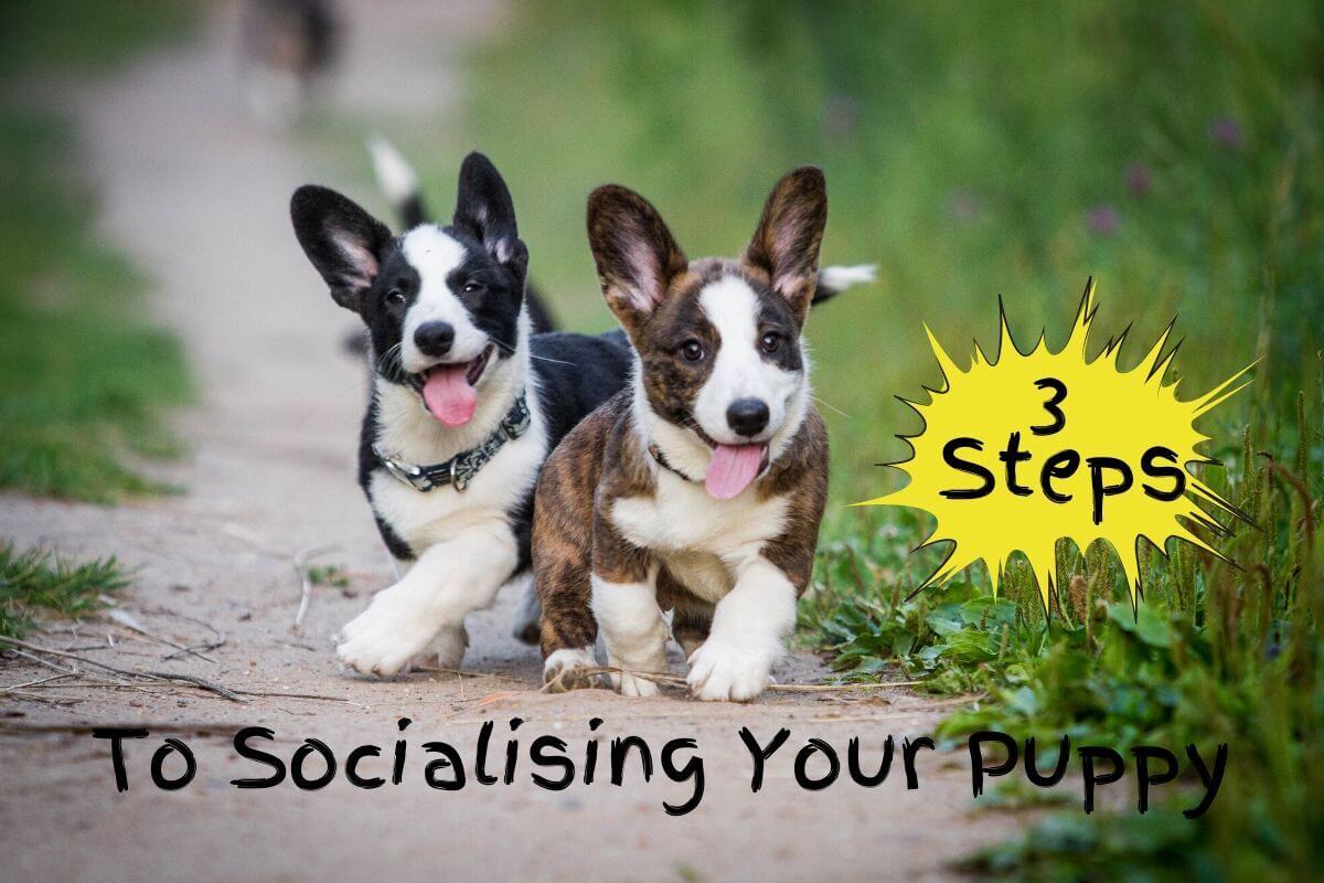 3 Steps to Socialising Your Puppy - Animal Talent