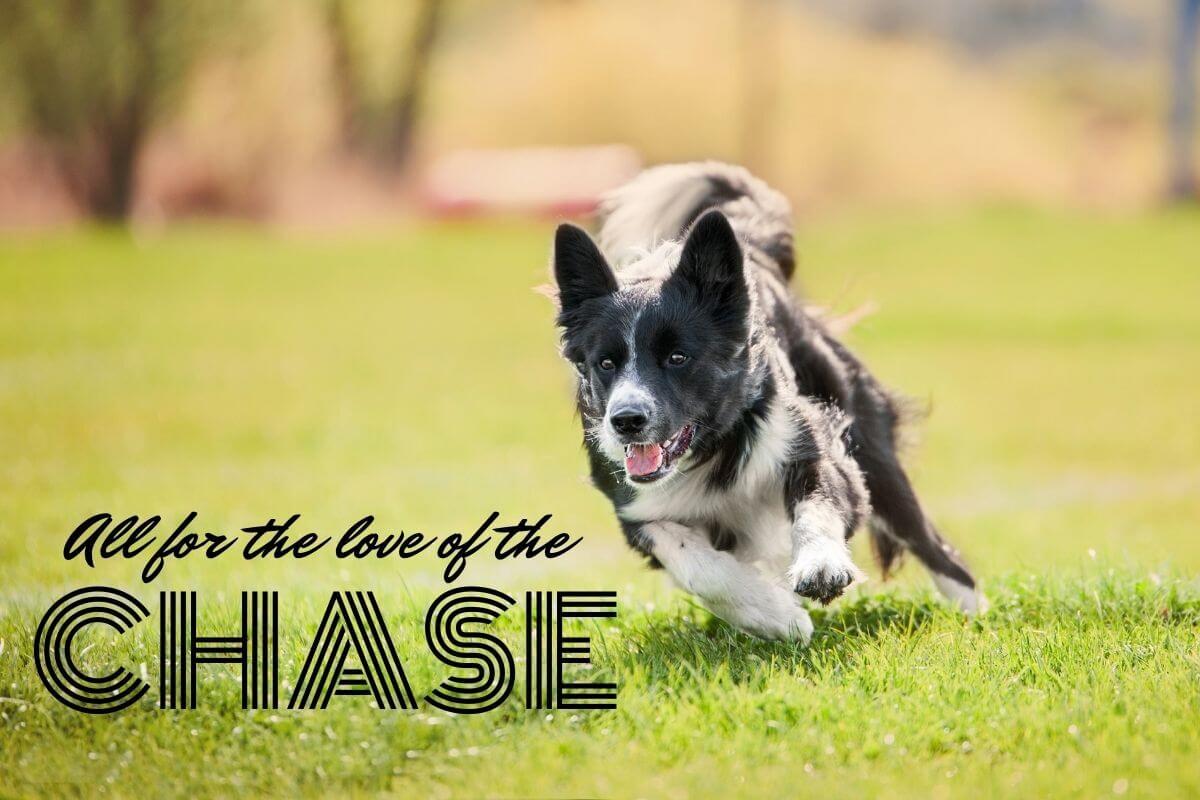 What the heck is Lure Coursing? - Animal Talent