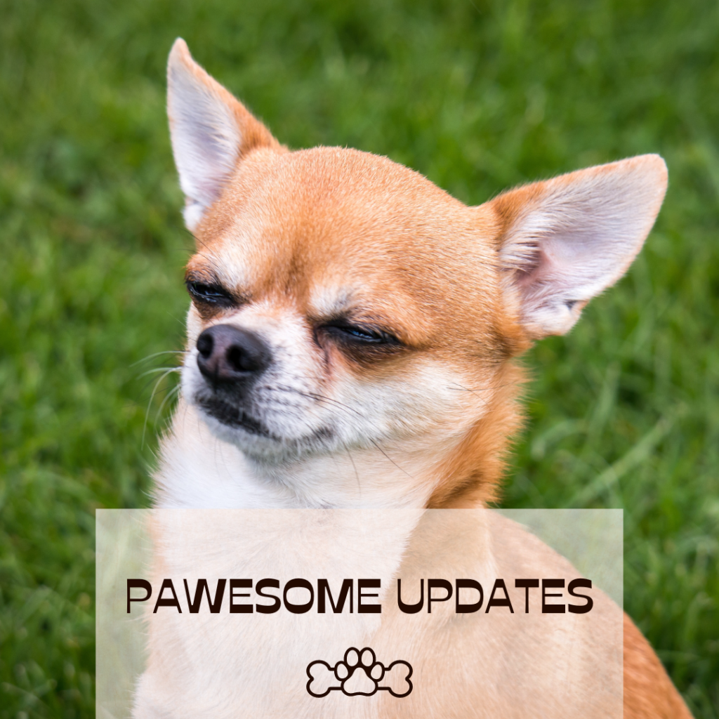 Top 10 Tips for Dogs Who Gulp Their Food - Animal Talent